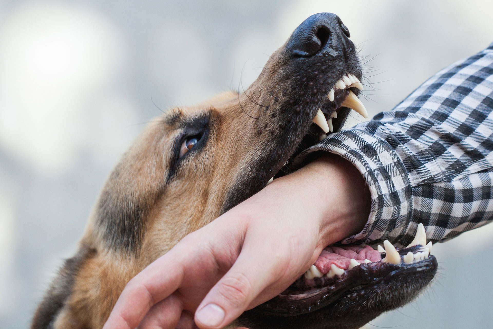 OUCH! What You'll Need to Prove in a Dog Bite Claim - HarshLaw
